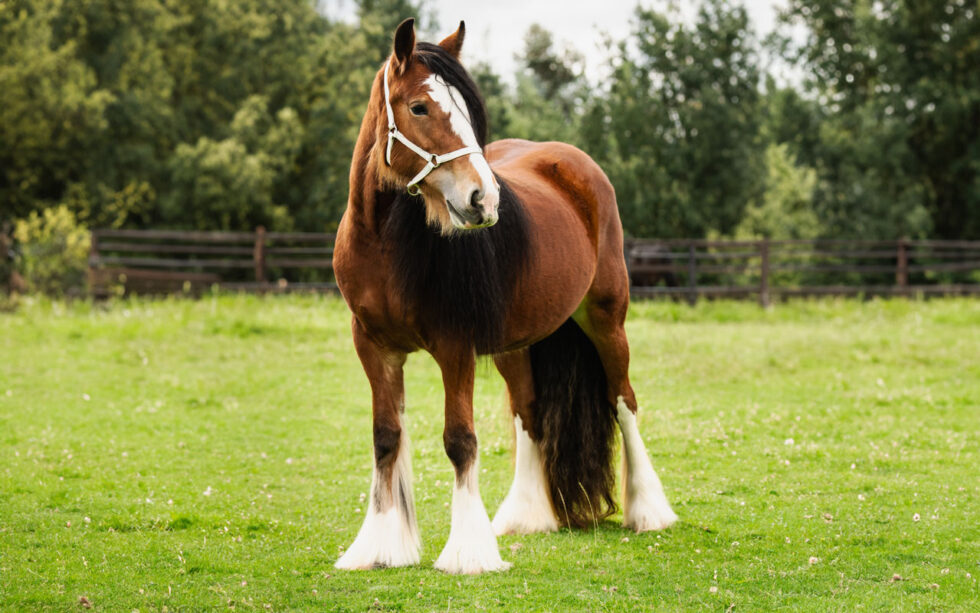 Raza Gypsy Vanner | Criando caballos íntegros