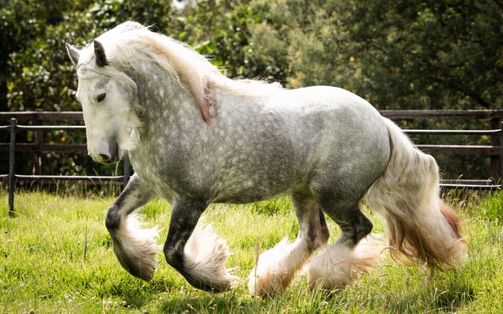 Raza Gypsy Vanner | Criando caballos íntegros