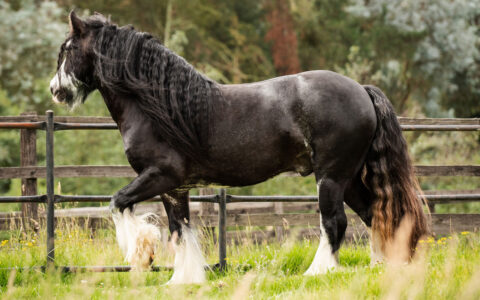 Raza Gypsy Vanner | Criando caballos íntegros